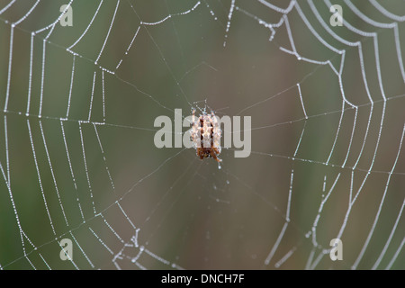 Furrow spider (Larinioides cornutus Stock Photo - Alamy