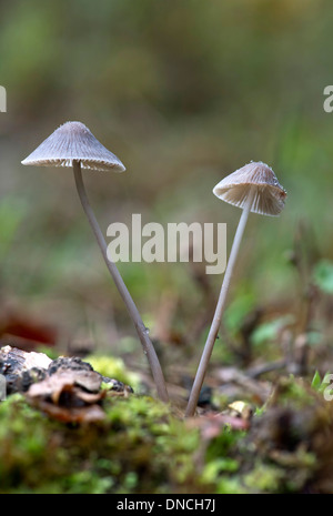 Fairy inkcap. Close-up of nature in the forest, mushrooms Stock Photo ...
