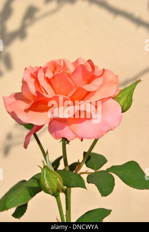 Rose, Rosa , TUSCAN SUN Stock Photo - Alamy