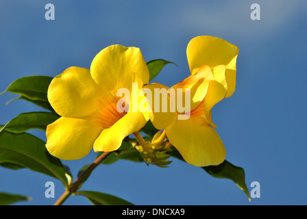 Golden Trumpet (Allamanda cathartica) flowers in El Yunque Rainforest ...