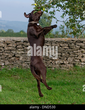 Chocolate Labrador jumping to retrieve an apple from a tree Stock Photo ...