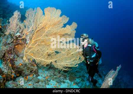 Diver looking at a Purple Gorgonian Seafan (Gorgonia flabellum), Red ...