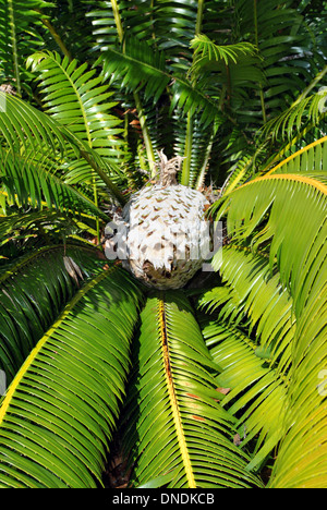 Male cycad cone (Dioon sp.). Cycads are dioecious, plants are either ...