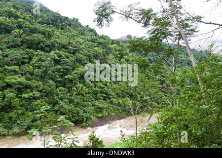 view of the macal river in the Cayo district of Belize Stock Photo - Alamy