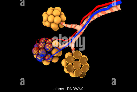 Lung pulmonary alveoli or alveolus anatomy diagram as a medical concept ...