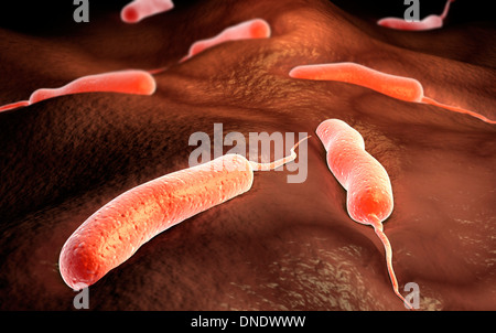 Vibrio cholerae, Gram-negative bacteria. 3D illustration of bacteria ...