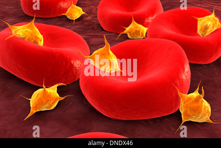 Red Blood Cells and Platelets Stock Photo - Alamy