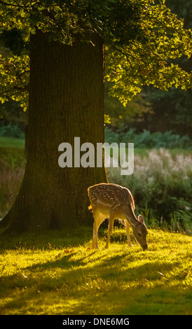 Fallow deer grazing in the evening sun Stock Photo - Alamy