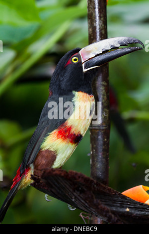 medium size aracari toucan in the rainforest of Belize Stock Photo - Alamy