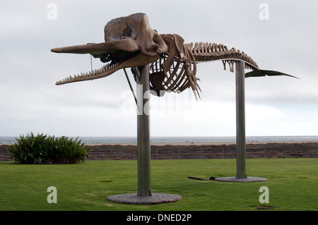 Whale skeleton, Morro Jable, Jandia, Fuerteventura, Canary Islands ...