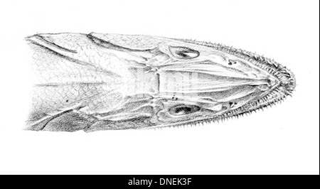 Deep-sea Lizardfish or Bathysaurus Stock Photo - Alamy