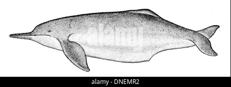 Inia geoffrensis, also known as the Amazon river dolphin, is a species ...