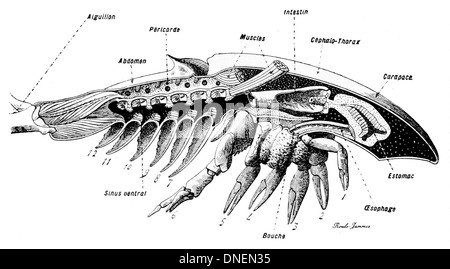 Limulus, also known as the horseshoe crab, has a unique anatomy that ...
