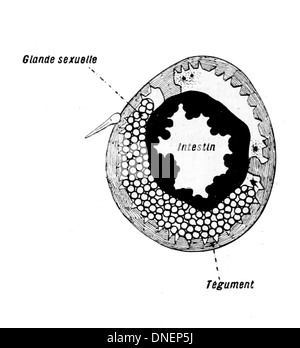 Pycnogonida, commonly known as sea spiders, are marine arthropods. This ...