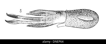 Rossia glaucopis, commonly known as the pale cuttlefish, has a ...