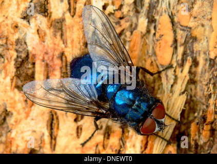 Common blowfly or bottle fly (Calliphora vicina) feeding on raw chicken ...