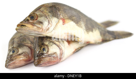 Mottled Nandus or veda fish of Sout Asia Stock Photo - Alamy