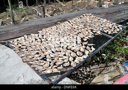 Traditional fish drying under the sun in a rural area Stock Photo - Alamy