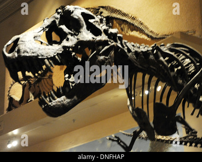 Tarbosaurus bataar dinosaur skeleton Stock Photo - Alamy