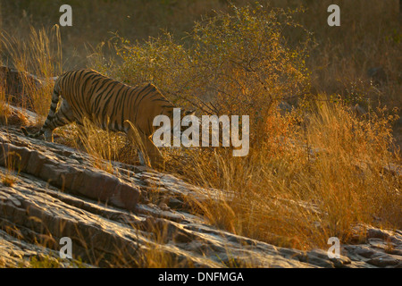 Backlit tiger in the open forests of Ranthambore Stock Photo - Alamy