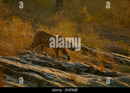 Backlit tiger in the open forests of Ranthambore Stock Photo - Alamy