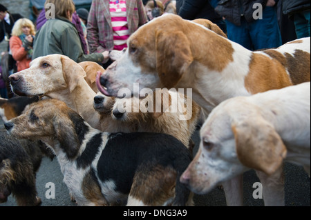 Golden Valley Boxing Day Hunt with hounds gathering in Hay-on-Wye Powys ...
