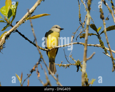 Tropical Kingbird (Tyrannus melancholicus) - Tyrant Flycatcher Stock Photo - Alamy