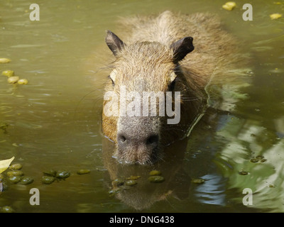 Capybara portrait and reflection in the lake Stock Photo - Alamy