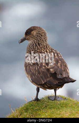 bonxie, Stercorarius skua Stock Photo - Alamy