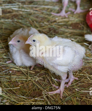 Cute fluffy baby chickens on white background. Farm animals Stock Photo ...