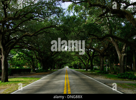 Oak trees along Coral Way, Coral Gable, Miami-Dade County, Florida, USA ...