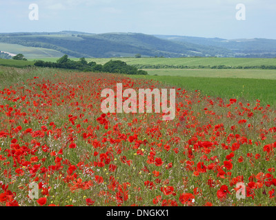 flower wild poppy south downs chalk calcareous "common poppy" "field ...