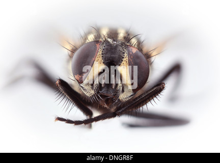 Housefly (Musca domestica) isolated on white background. Top down view ...