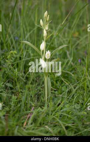 White Helleborine Orchid - Cephalanthera damasonium Stock Photo - Alamy