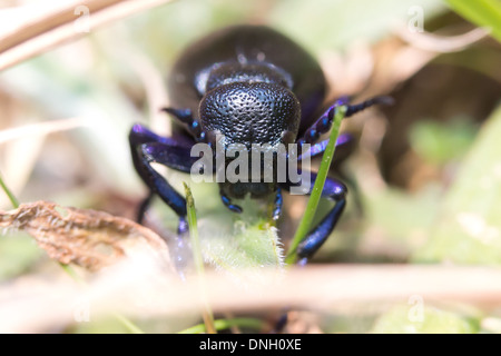 Oil beetle (Meloe violaceous) grazing on gorse flowers. Dorset, UK ...