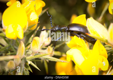 Oil beetle (Meloe violaceous) grazing on gorse flowers. Dorset, UK ...