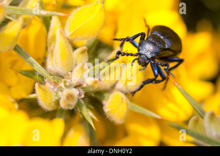 Oil beetle (Meloe violaceous) grazing on gorse flowers. Dorset, UK ...