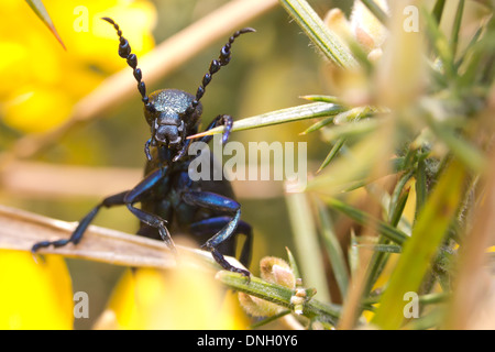 Oil beetle (Meloe violaceous) grazing on gorse flowers. Dorset, UK ...