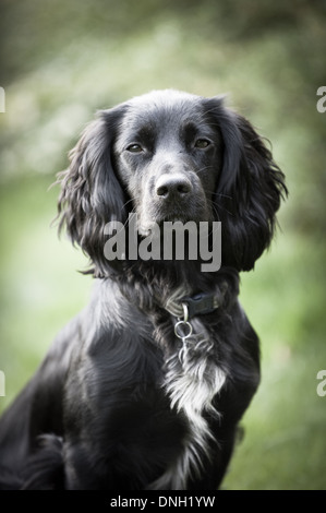 working cocker spaniel dog Stock Photo - Alamy