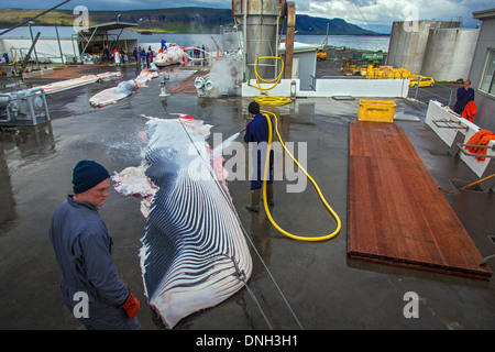 CUTTING UP OF FINBACK WHALES AT THE SEASIDE RESORT OF HVALFJORDUR, THE ...
