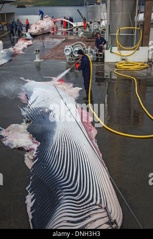 CUTTING UP OF FINBACK WHALES AT THE SEASIDE RESORT OF HVALFJORDUR, THE ...