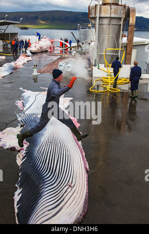 CUTTING UP OF FINBACK WHALES AT THE SEASIDE RESORT OF HVALFJORDUR, THE ...