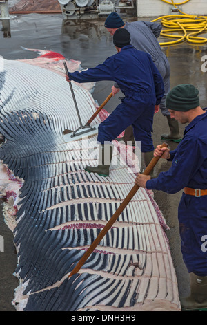 CUTTING UP OF A FINBACK WHALE AT THE SEASIDE RESORT OF HVALFJORDUR, THE ...