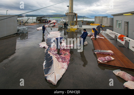 CUTTING UP OF FINBACK WHALES AT THE SEASIDE RESORT OF HVALFJORDUR, THE ...