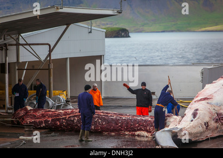 CUTTING UP OF FINBACK WHALES AT THE SEASIDE RESORT OF HVALFJORDUR, THE ...