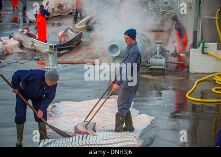 CUTTING UP OF A FINBACK WHALE AT THE SEASIDE RESORT OF HVALFJORDUR, THE ...