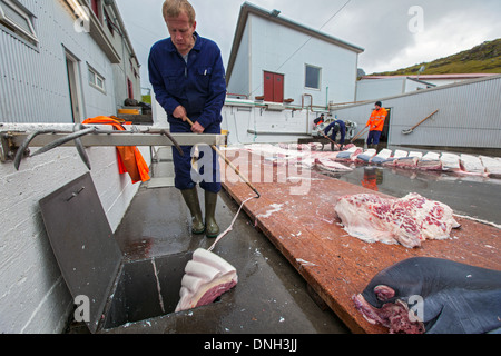 CUTTING UP OF FINBACK WHALES AT THE SEASIDE RESORT OF HVALFJORDUR, THE ...