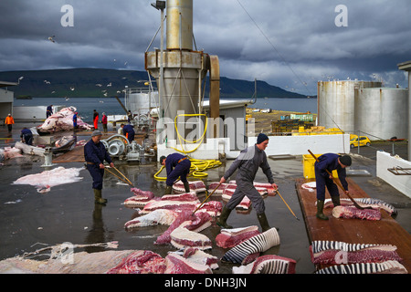 CUTTING UP OF A FINBACK WHALE AT THE SEASIDE RESORT OF HVALFJORDUR, THE ...