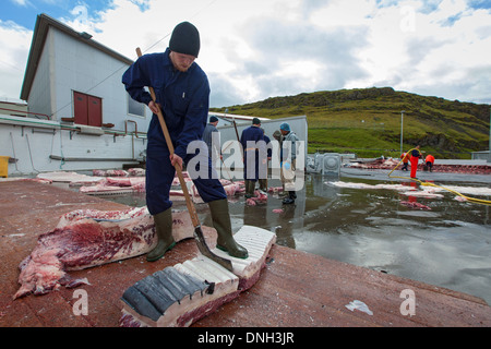 CUTTING UP OF FINBACK WHALES AT THE SEASIDE RESORT OF HVALFJORDUR, THE ...