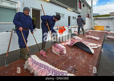 CUTTING UP OF FINBACK WHALES AT THE SEASIDE RESORT OF HVALFJORDUR, THE ...